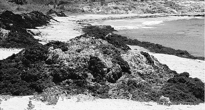 SARGASSUM: A THREAT TO OUR HEALTH? – The Anguillian Newspaper – The ...