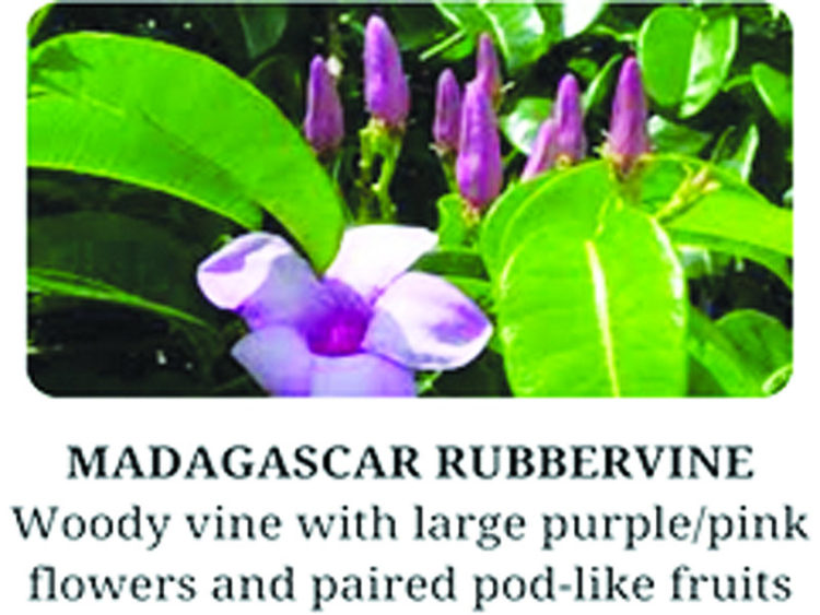 ENGAGING ANGUILLIANS IN INVASIVE PLANT MANAGEMENT – The Anguillian ...